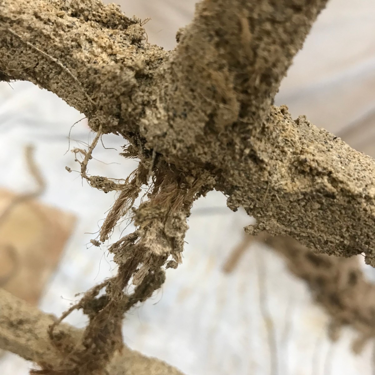 Ivy – Helen Riddle