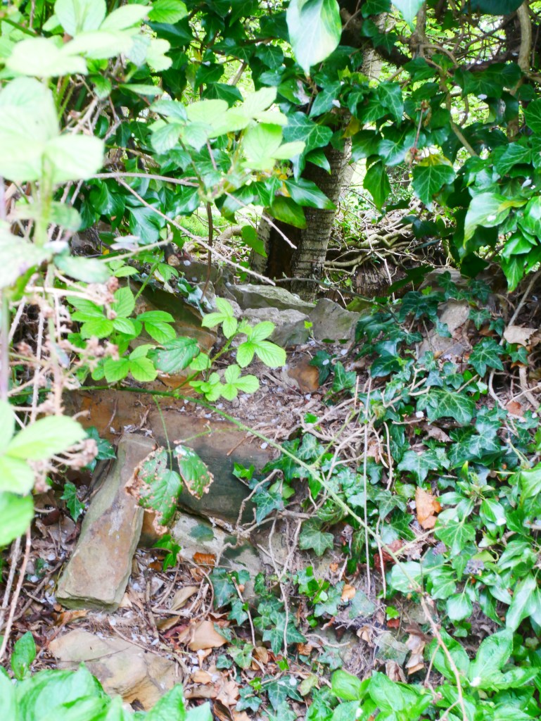 leaves and stems – Helen Riddle