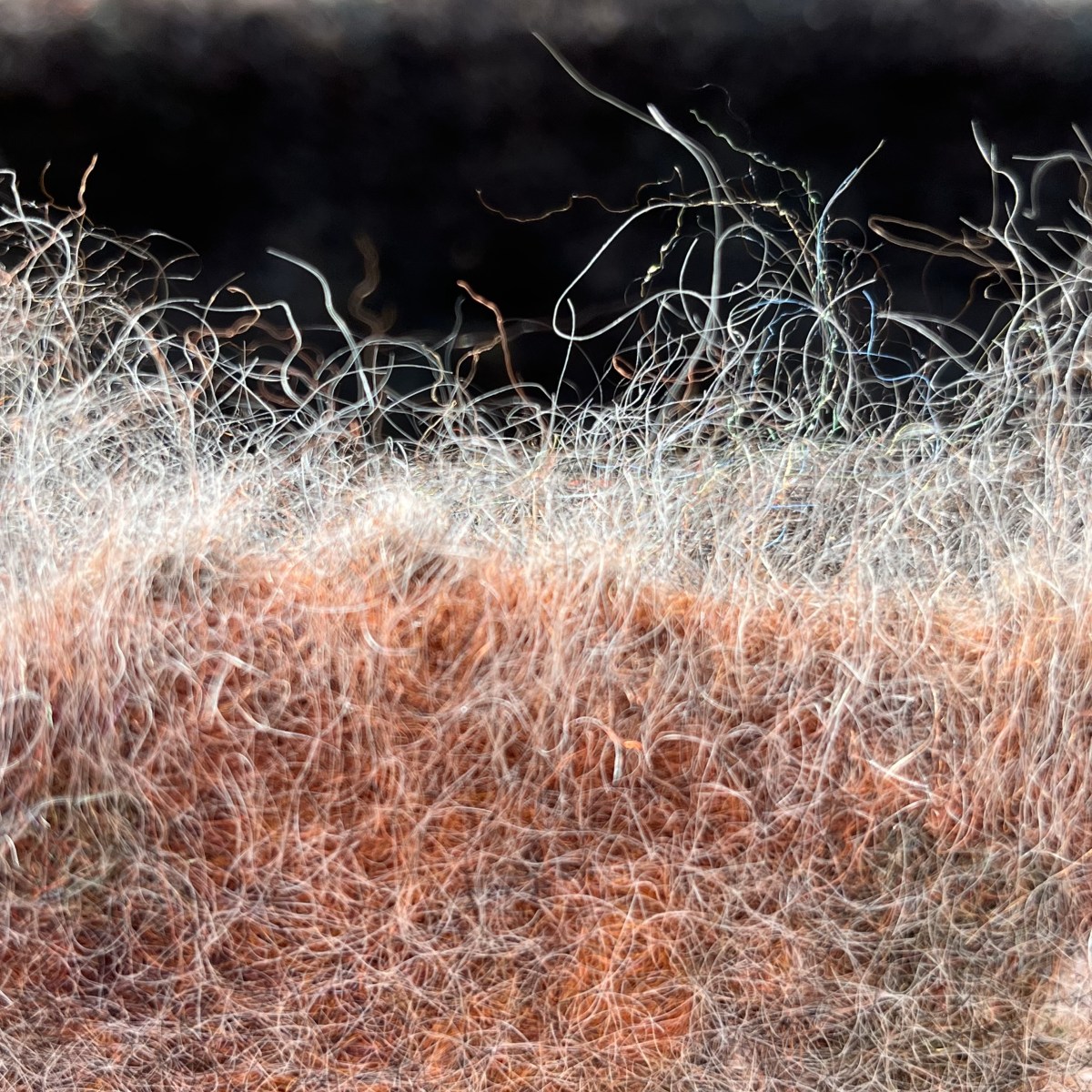 entangled – Helen Riddle